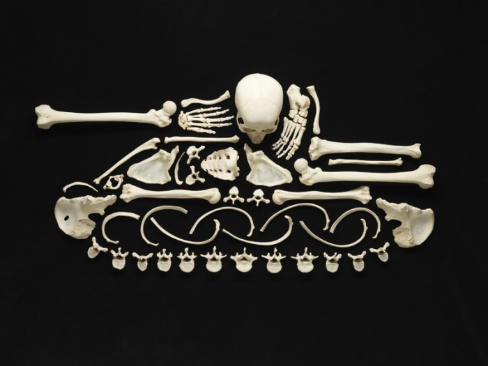 Art Made From Human Bones | Amusing Planet